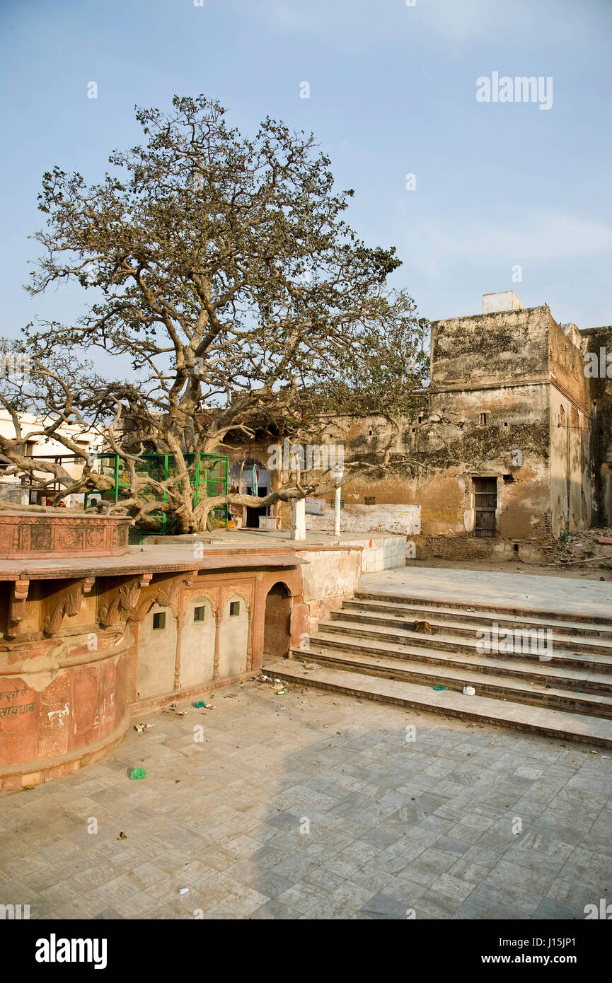 Kadamba tree in vrindavan, uttar pradesh, india, asia Stock Photo - Alamy