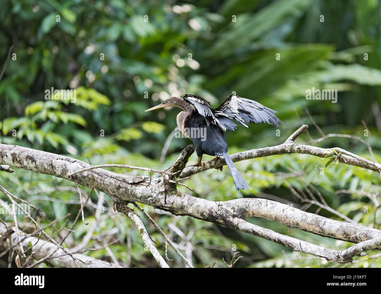 Anhinga with open wings, Anhinga anhinga, Tortuguero National Park ...