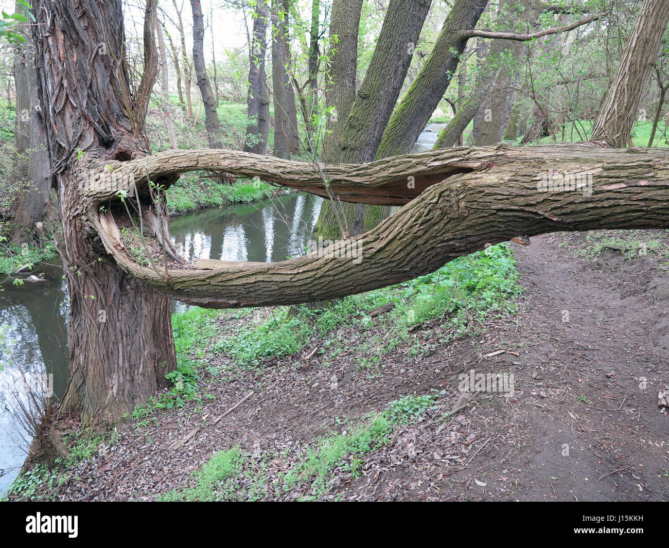 Detail of the cracked tree branch Stock Photo - Alamy