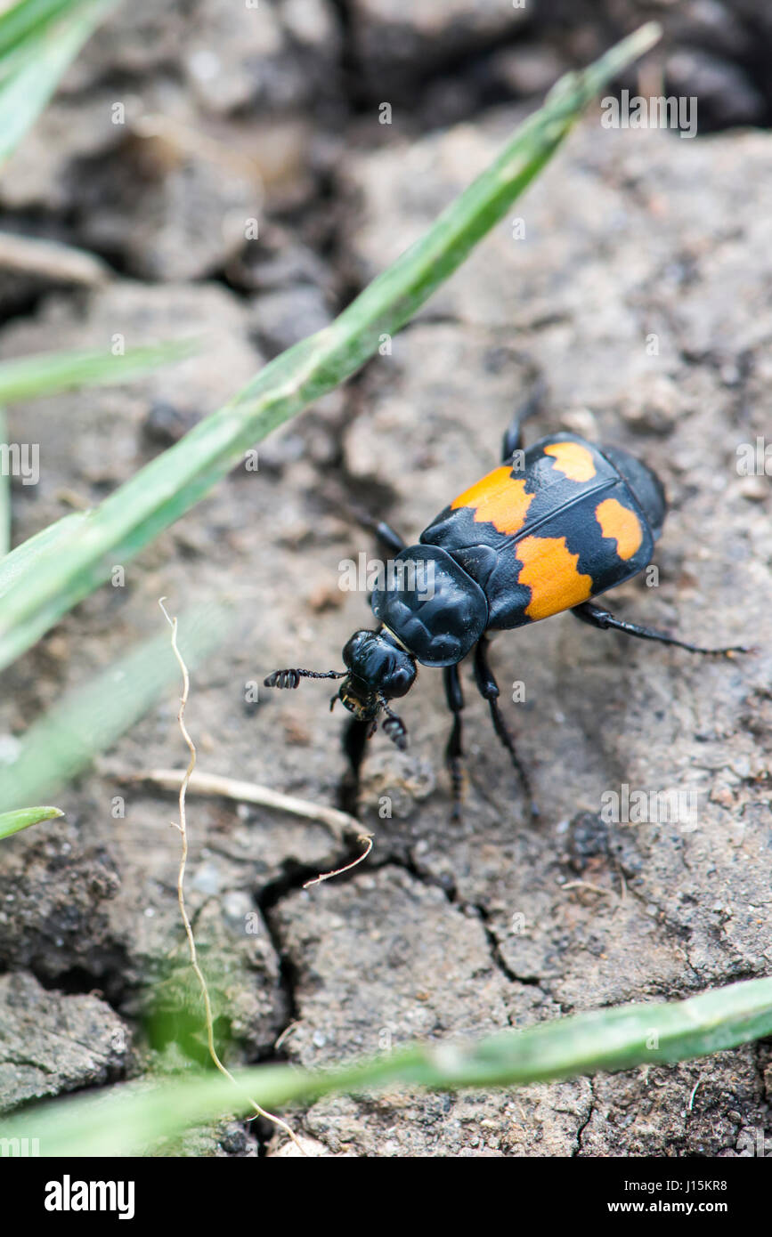 Burying beetle hi-res stock photography and images - Alamy