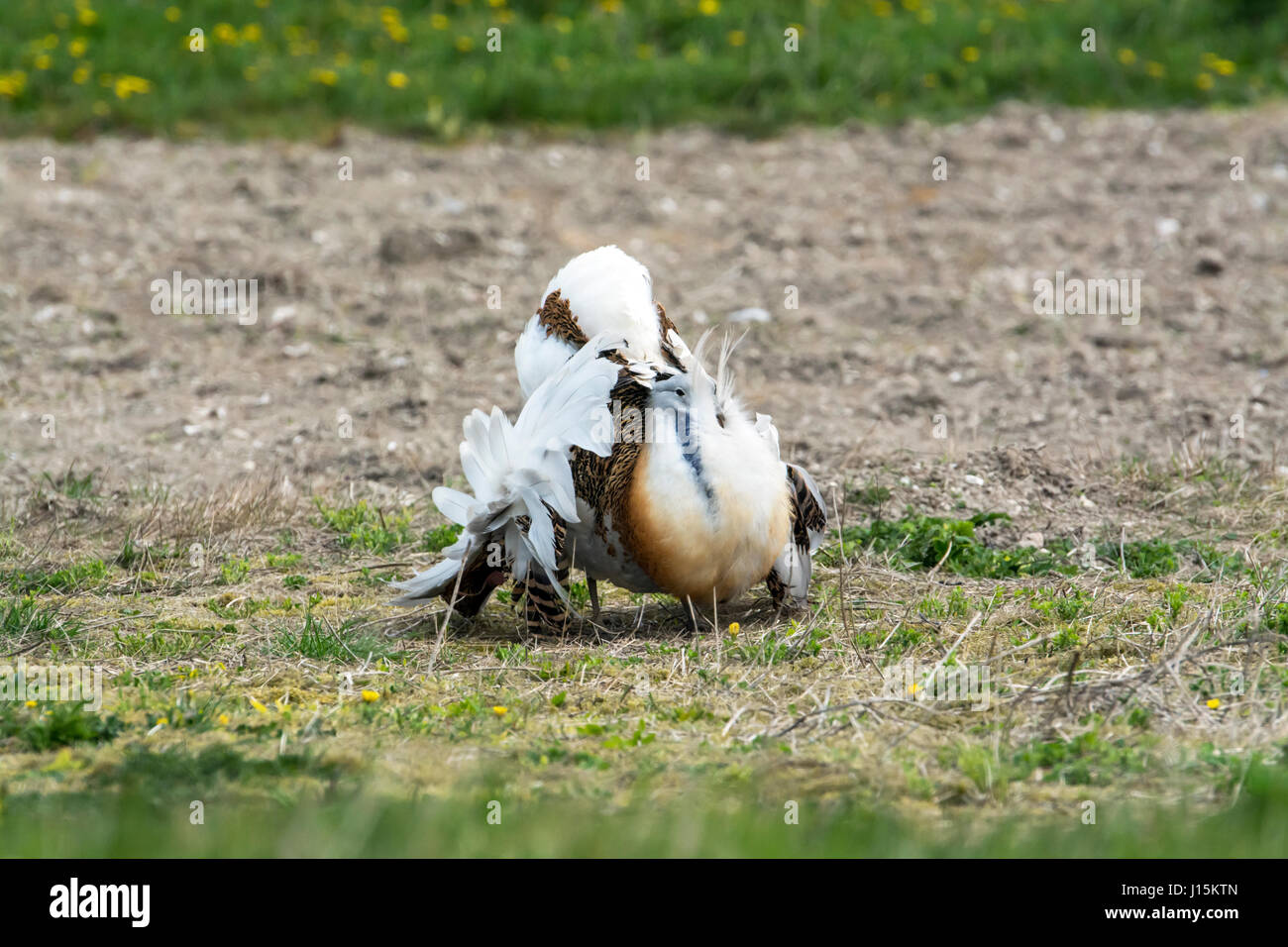 Bird wing display hi-res stock photography and images - Alamy