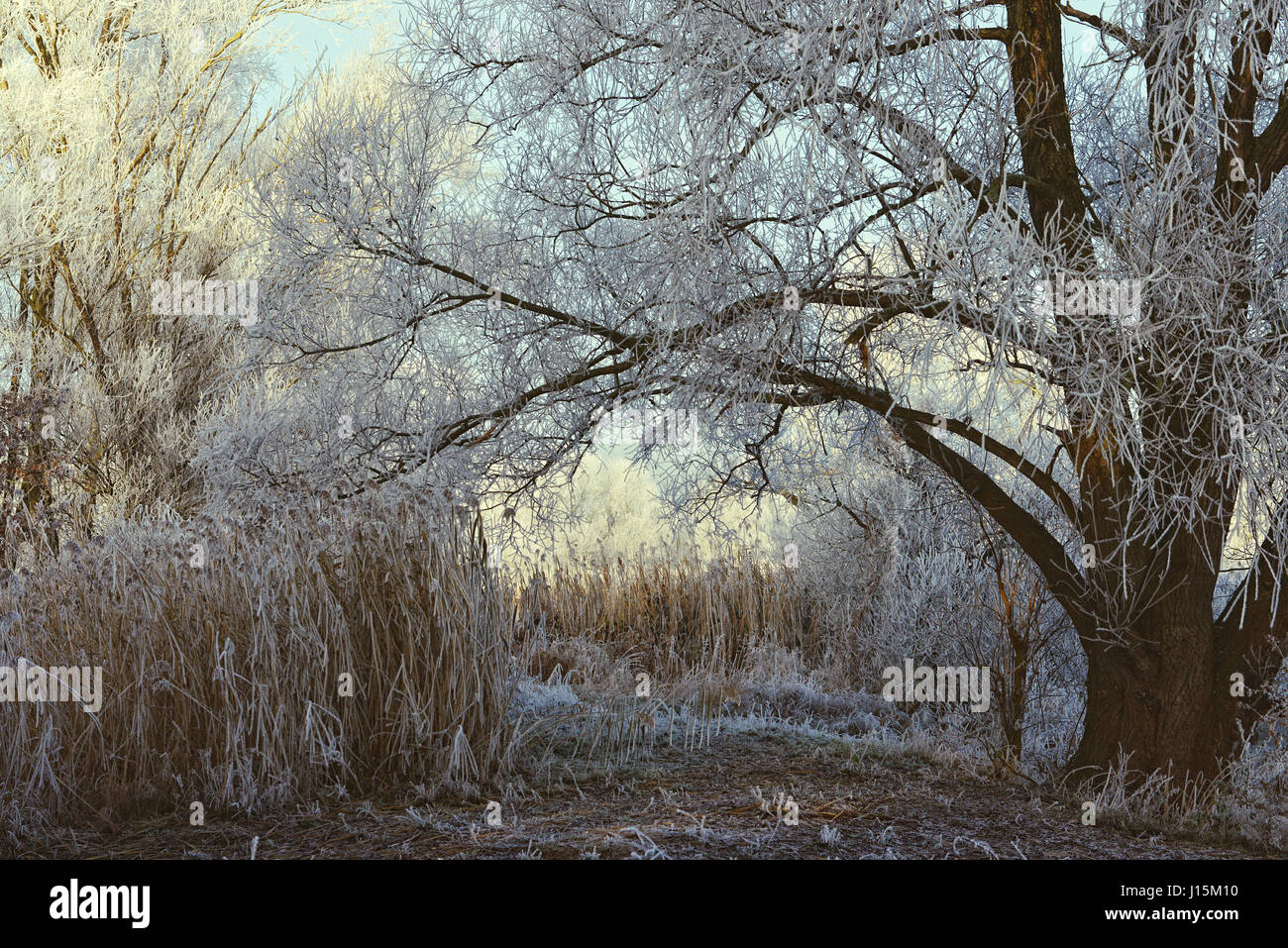 rime frost landscape at Havel river (Brandenburg - Germany). Along ...