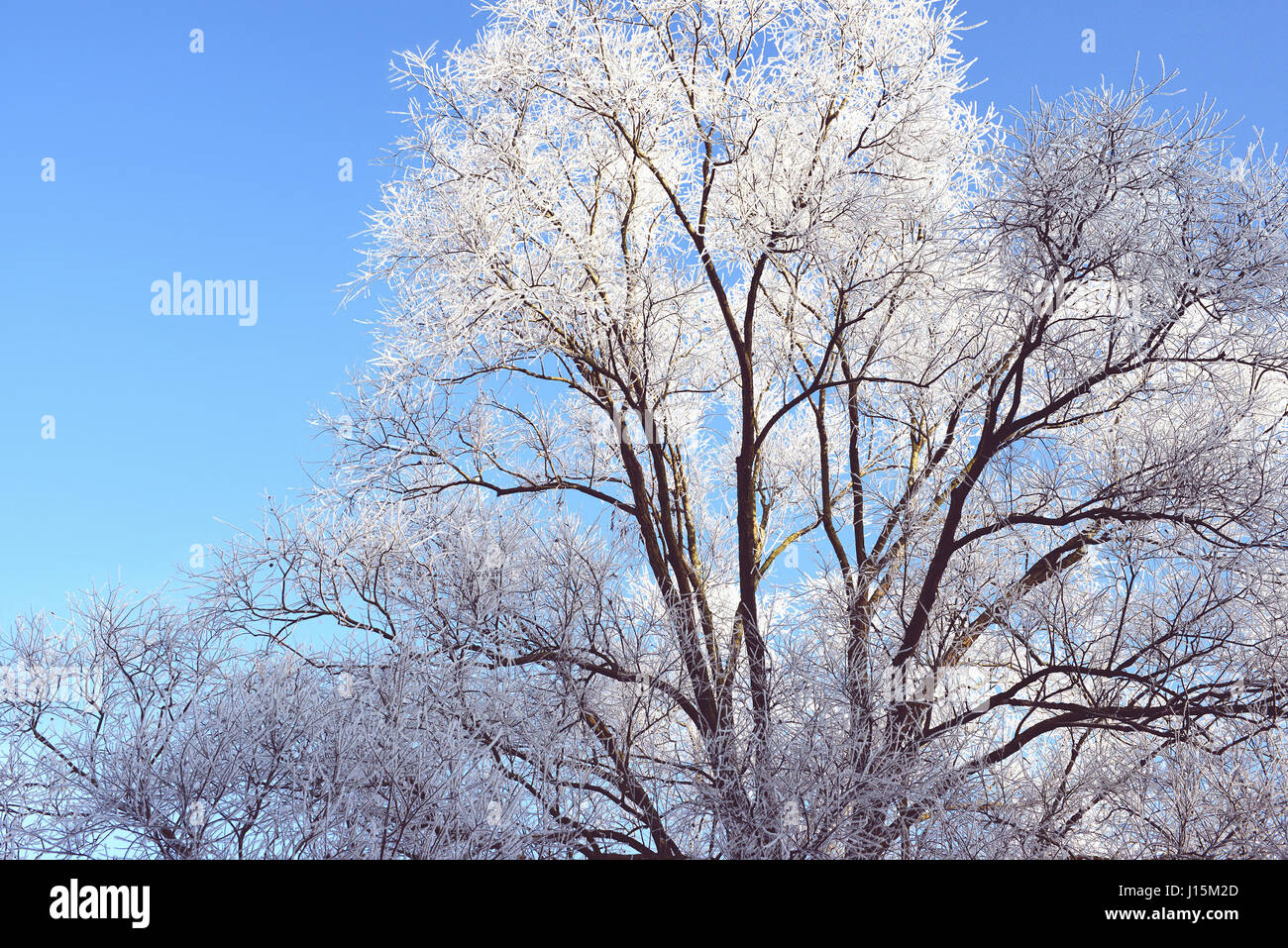 rime frost landscape at Havel river (Brandenburg - Germany). Along ...
