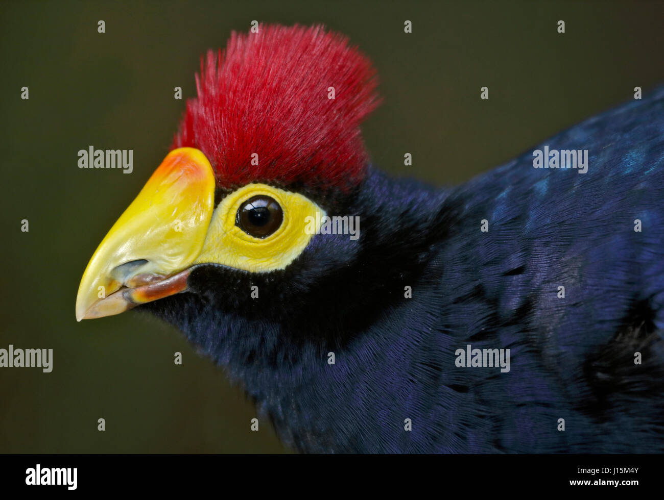 Lady Ross' Turaco (musophaga rossae Stock Photo - Alamy