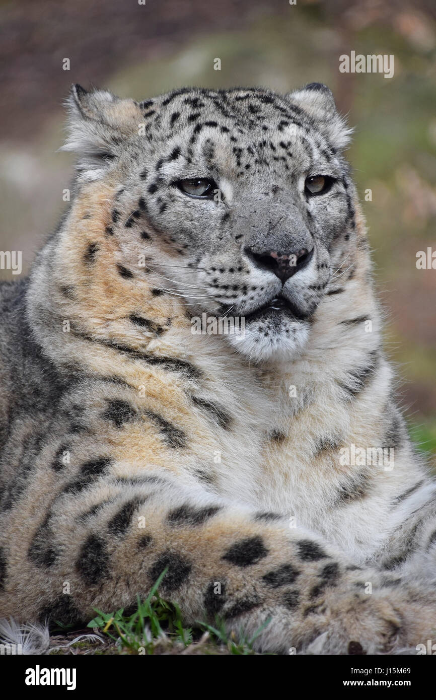 Close up portrait of male snow leopard (or ounce, Panthera uncia ...