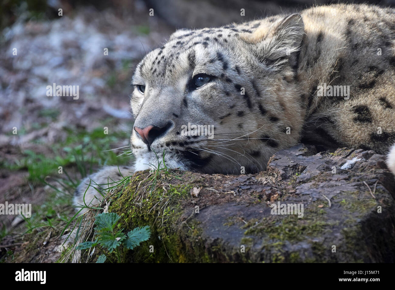 Close up portrait of young female snow leopard (or ounce, Panthera ...