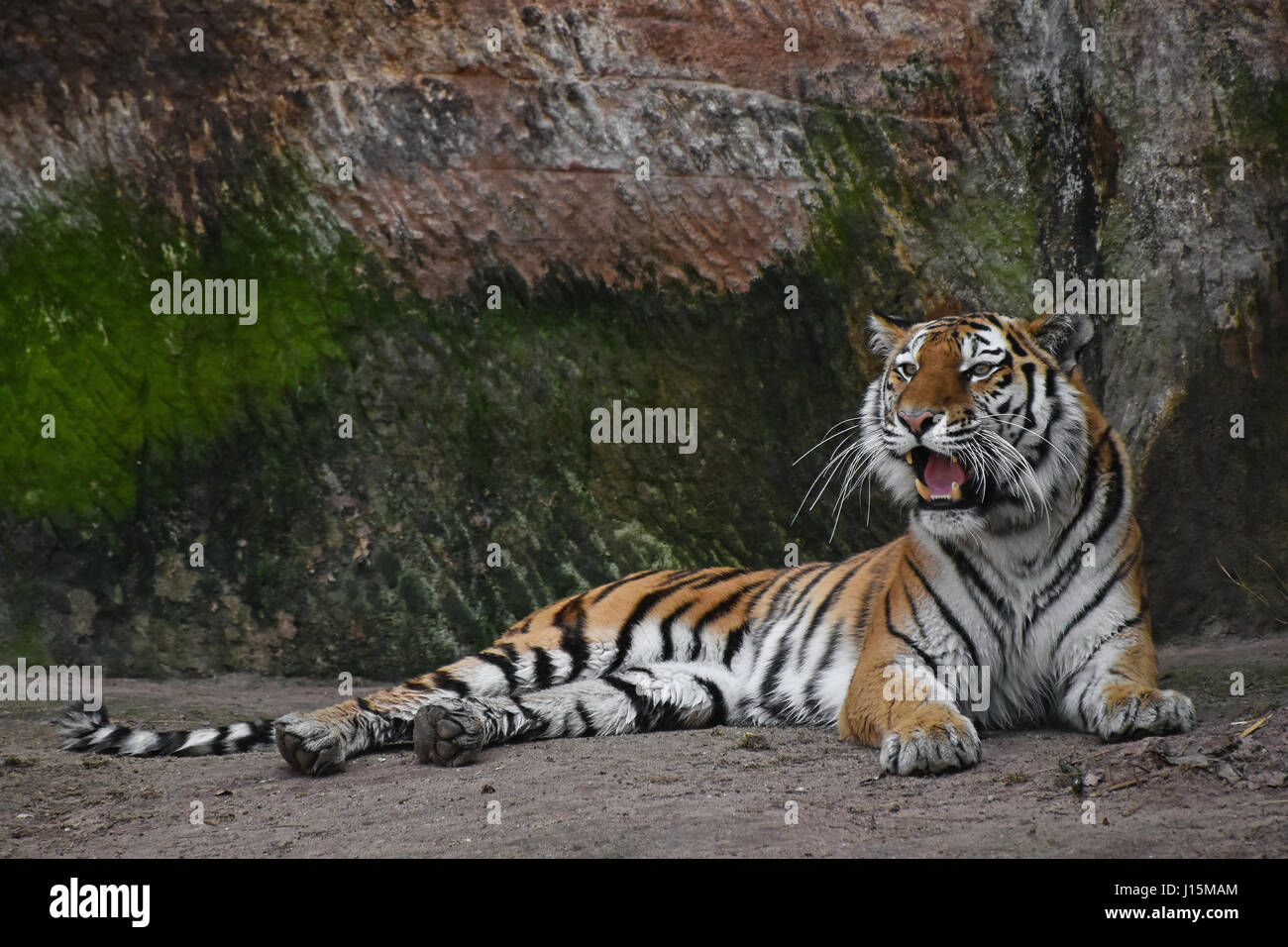 One Siberian tiger male (Amur tiger, Panthera tigris altaica) lays down ...