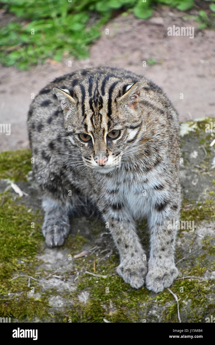 Portrait of fishing cat (Prionailurus viverrinus) looking at camera ...