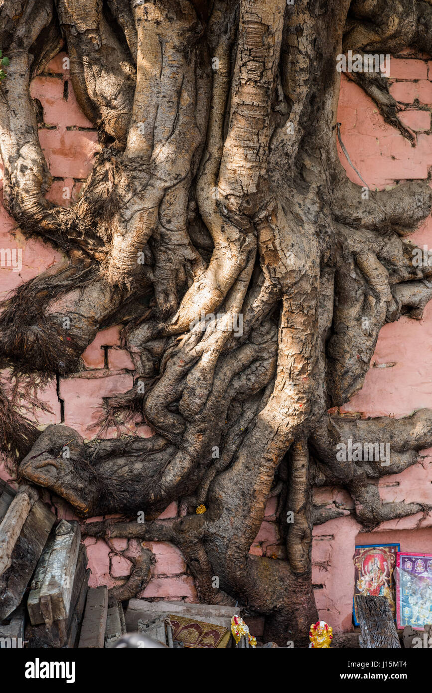 Tree roots growing through orange painted wall, Varanasi, India Stock ...
