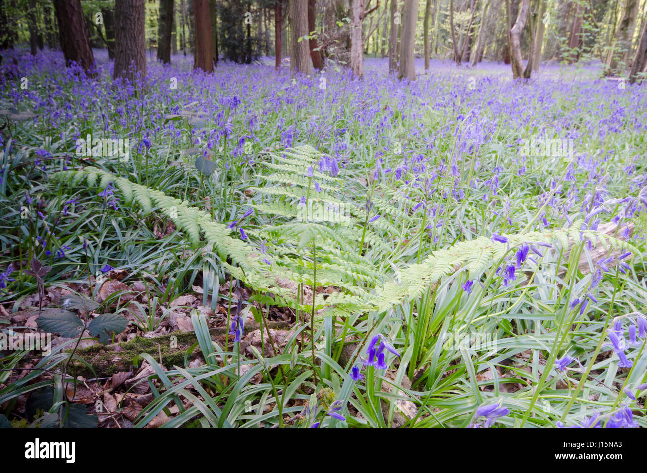 woodlands in the spring showing fine display of Bluebells this time of ...