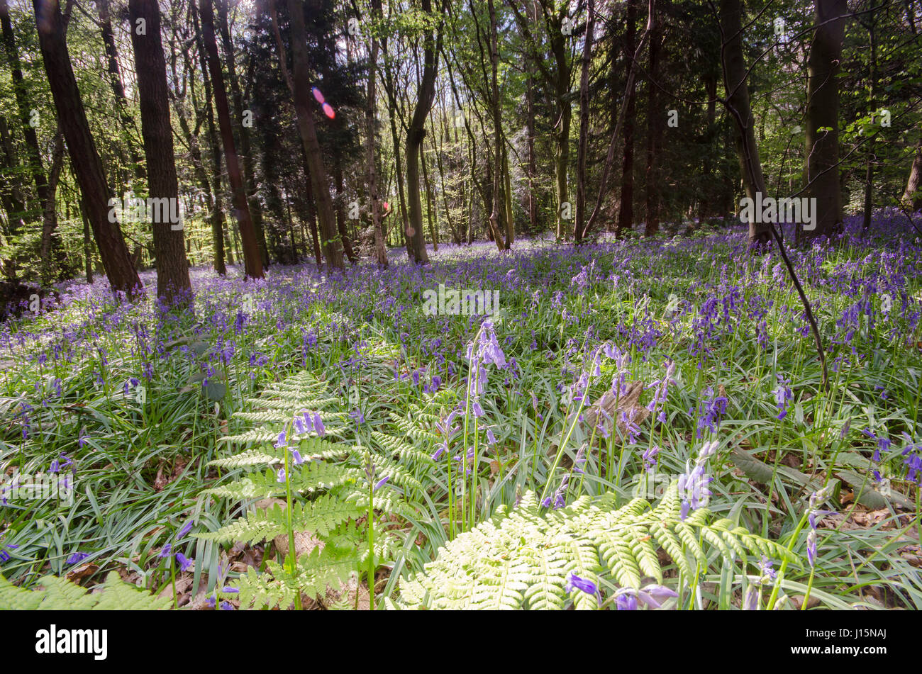 woodlands in the spring showing fine display of Bluebells this time of ...