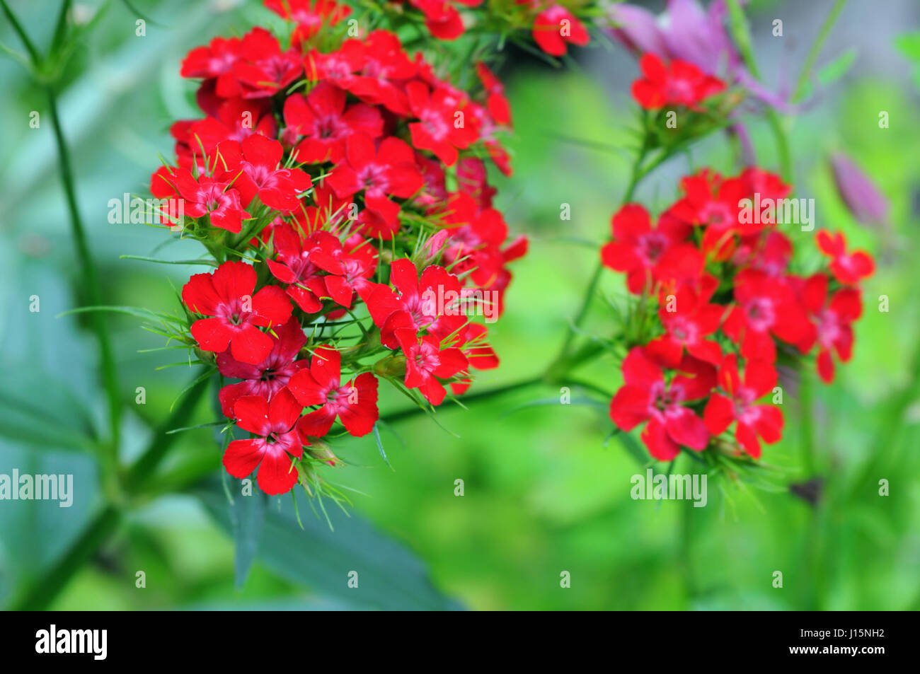 pink red Sweet william flower blossom (Dianthus barbatus Stock Photo ...