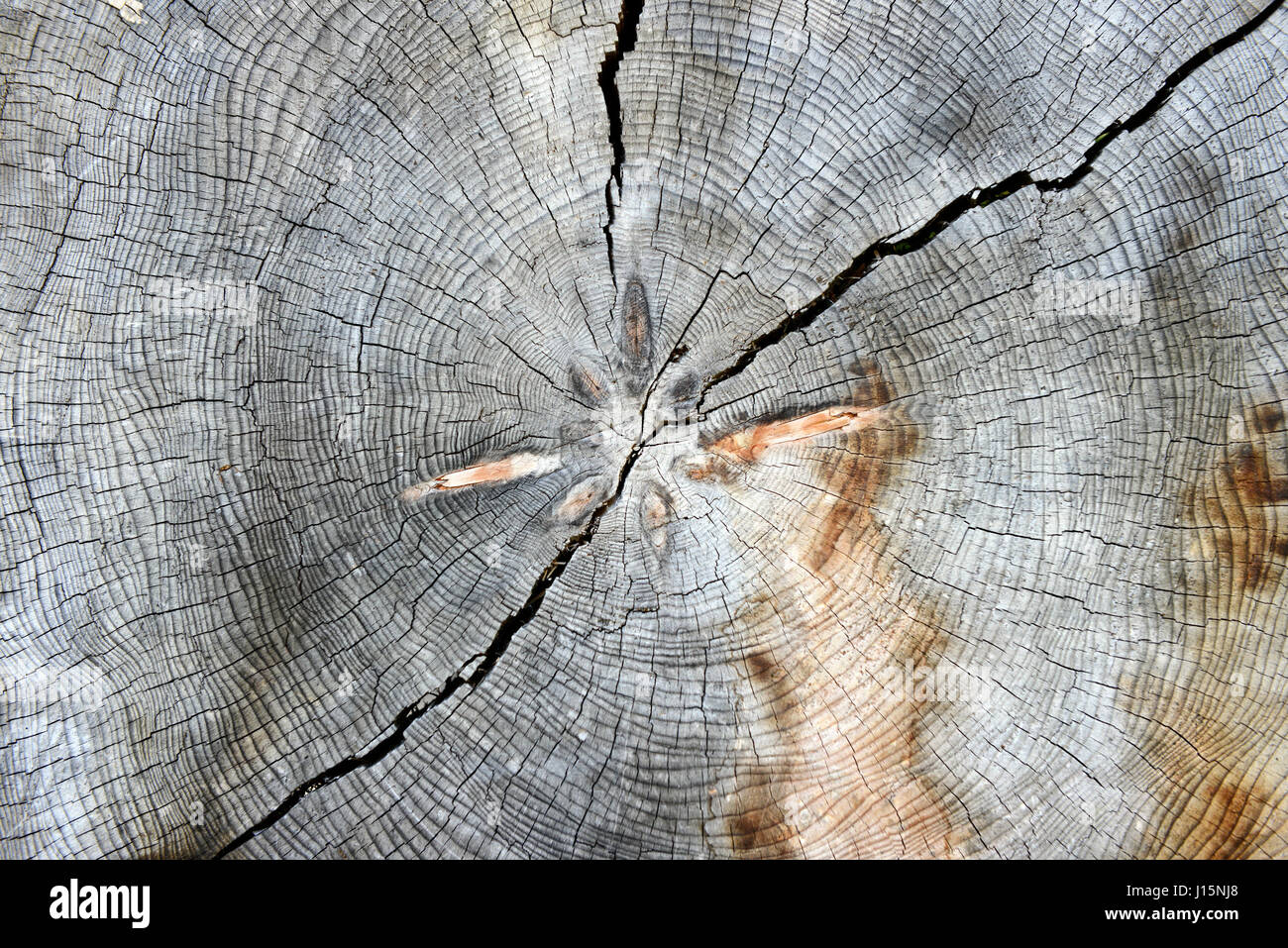 The growth rings of a tree Stock Photo - Alamy