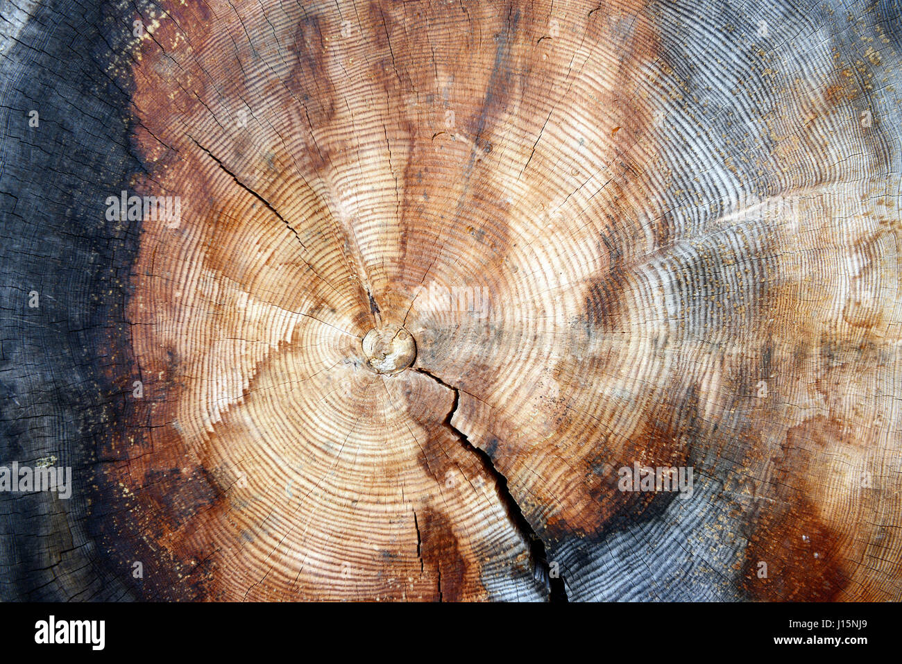 The growth rings of a tree Stock Photo - Alamy