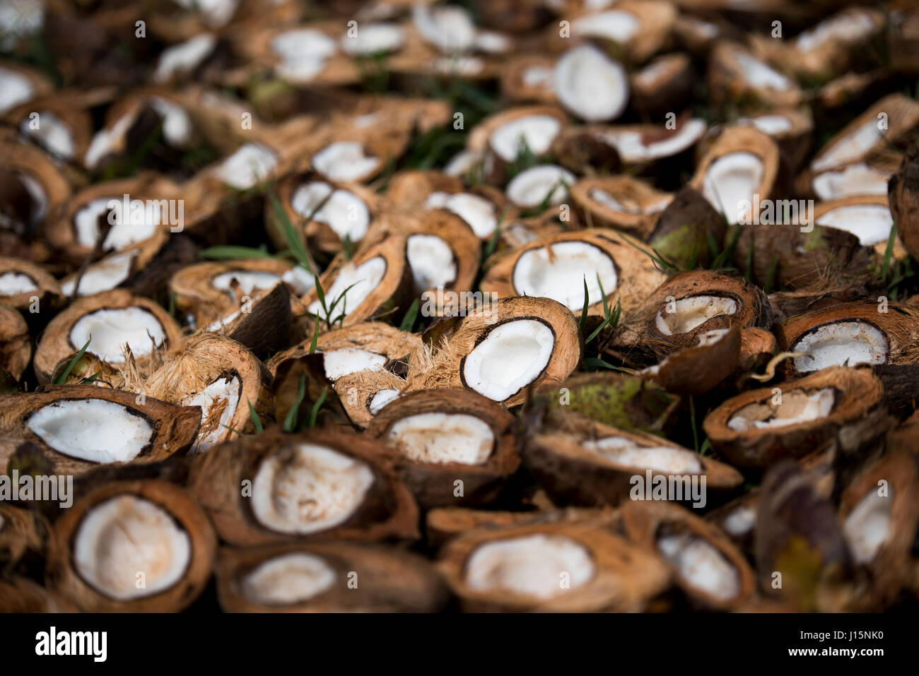 Coconuts drying in the sun on an traditional farm in Kerala, India ...