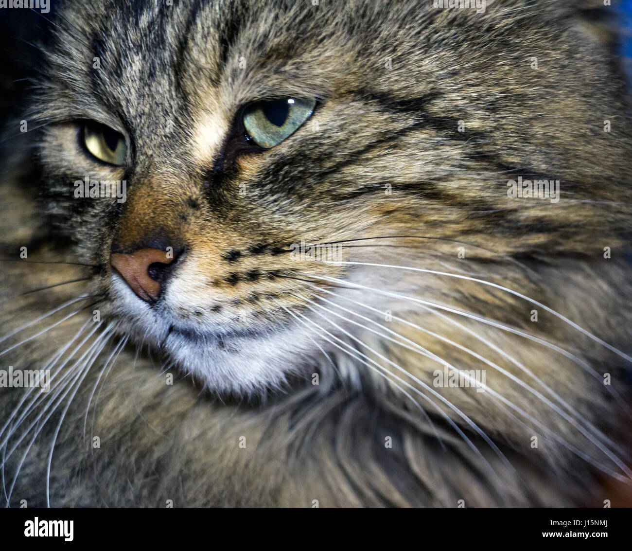 Cat muzzle closeup Stock Photo - Alamy