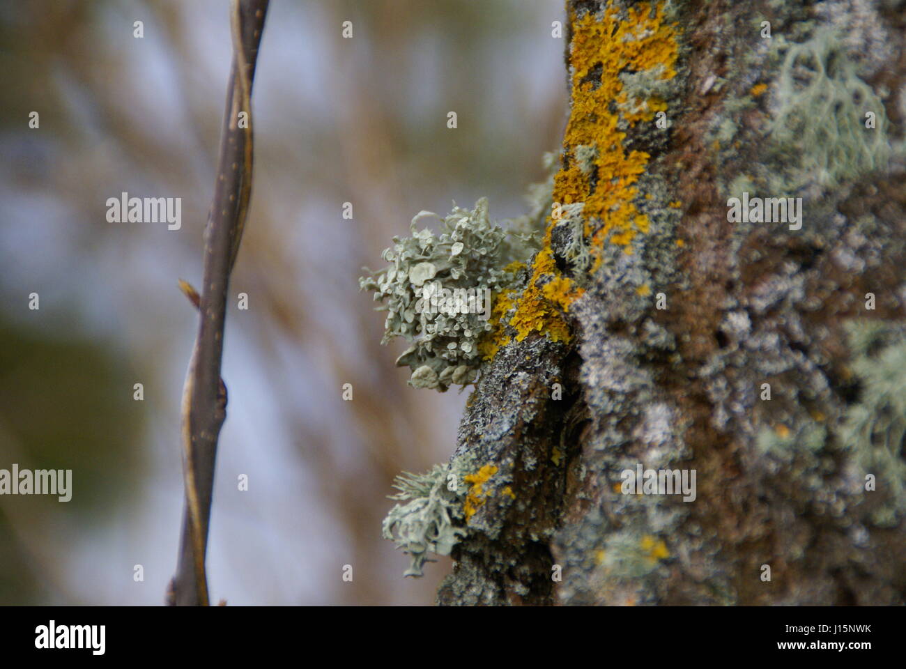Lichen close up hi-res stock photography and images - Alamy