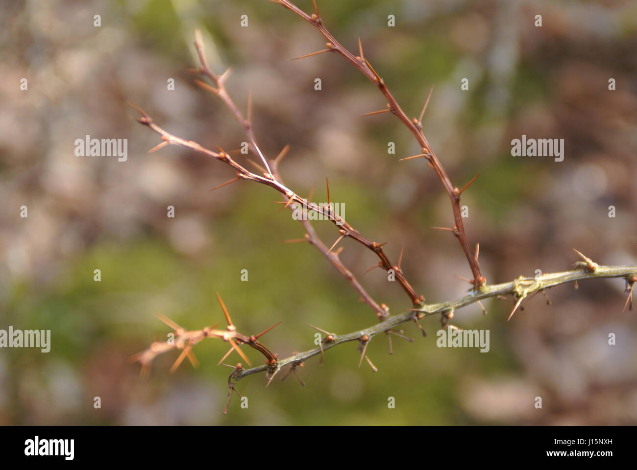 Thorn Forest High Resolution Stock Photography and Images - Alamy