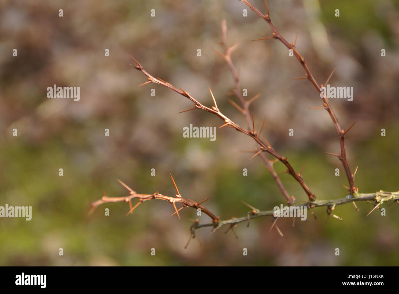 Branch close up with thorns Stock Photo - Alamy