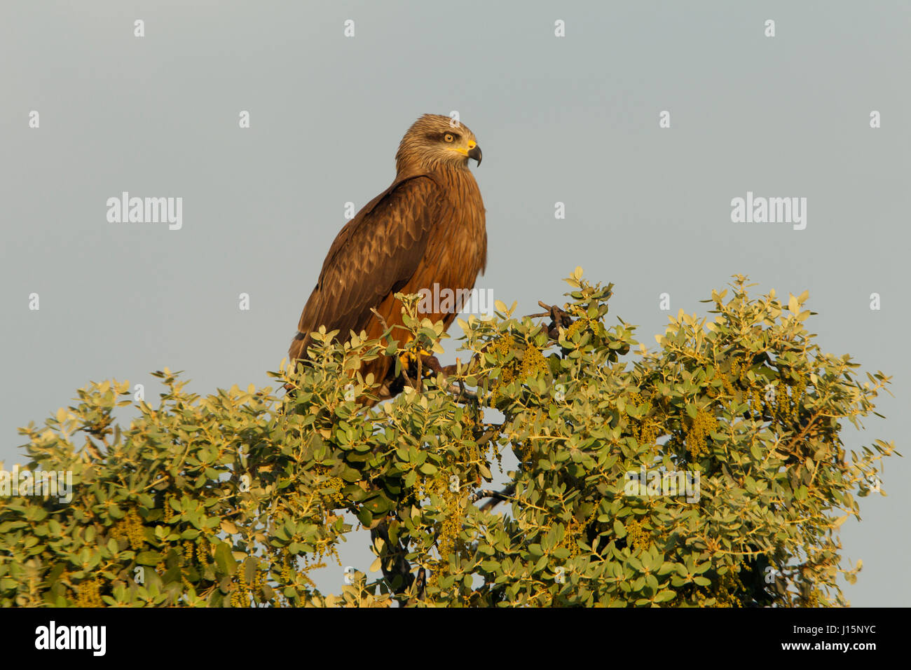 Black kites (milvus migrans) hi-res stock photography and images - Alamy