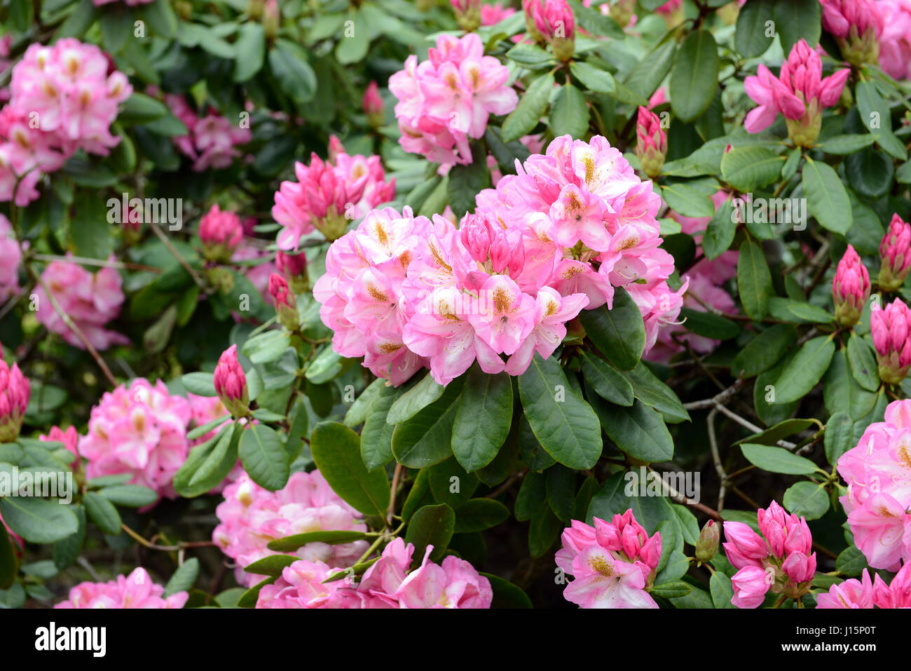 pink Rhododendron bush bloom in springtime. park Stock Photo - Alamy
