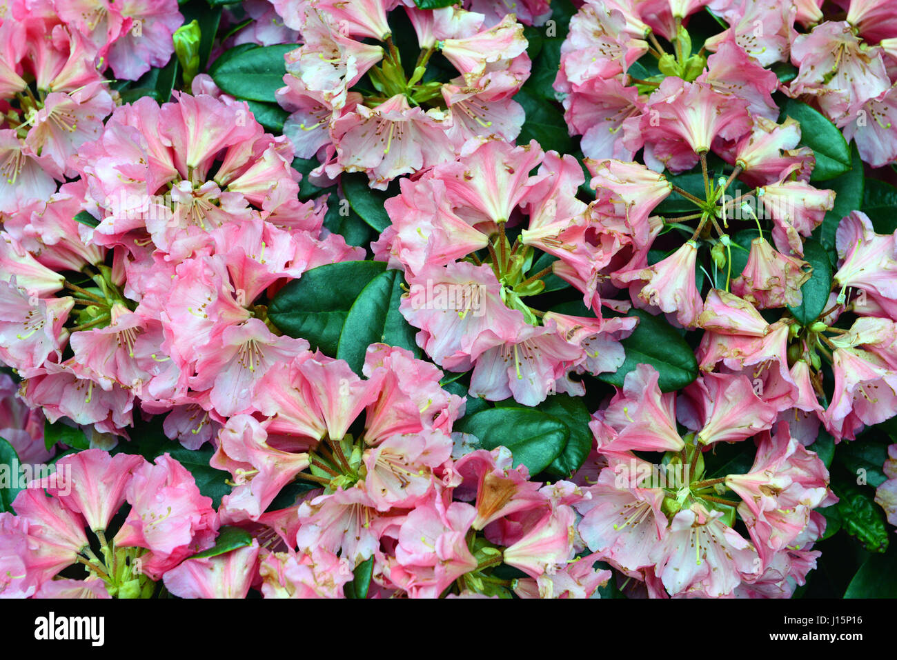 pink Rhododendron bush bloom in springtime. park Stock Photo - Alamy