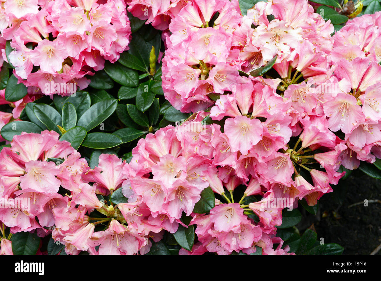 pink Rhododendron bush bloom in springtime. park Stock Photo - Alamy