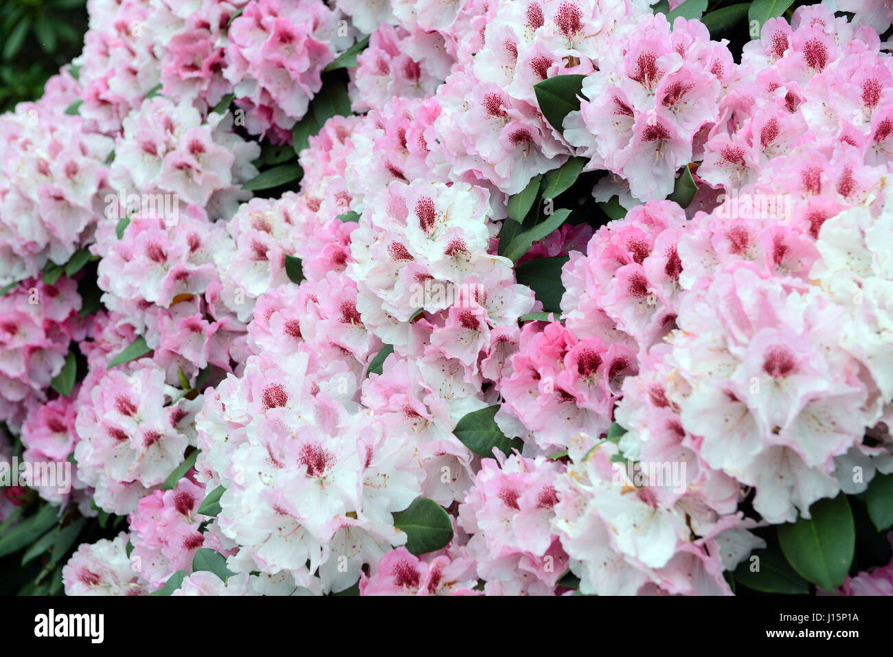 pink Rhododendron bush bloom in springtime. park Stock Photo - Alamy