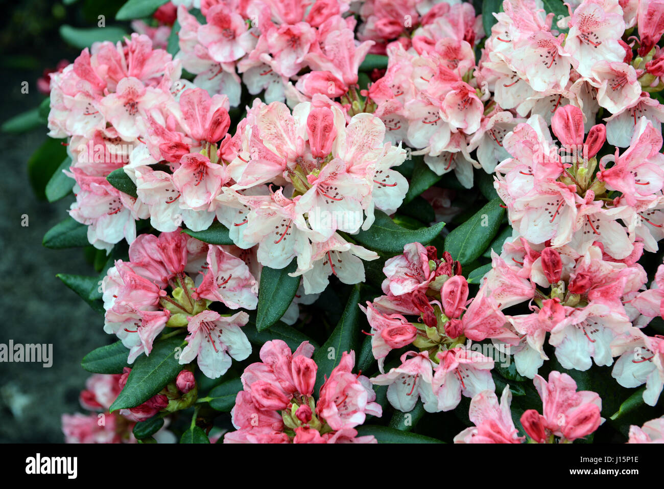 pink Rhododendron bush bloom in springtime. park Stock Photo - Alamy