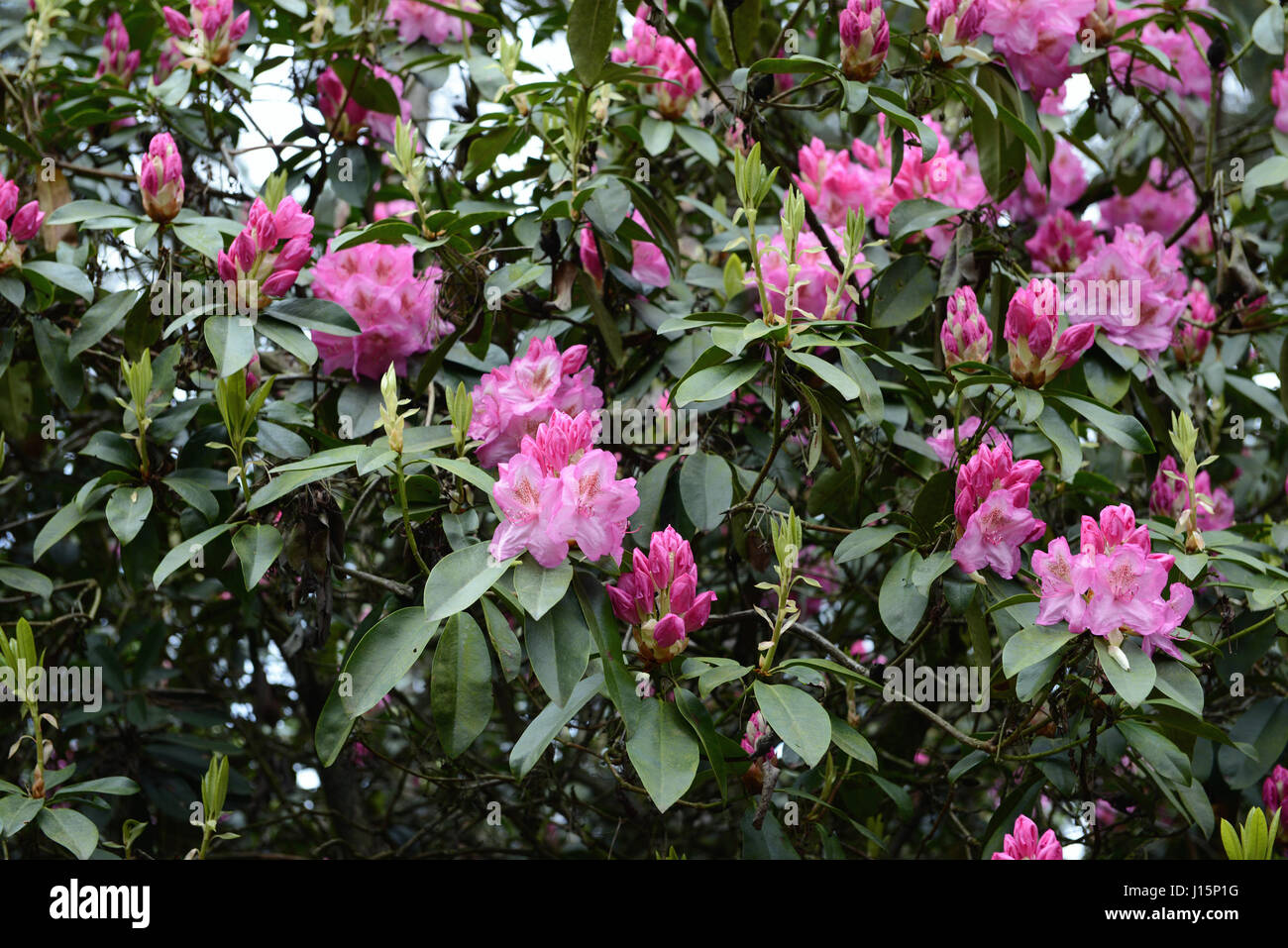 pink Rhododendron bush bloom in springtime. park Stock Photo - Alamy