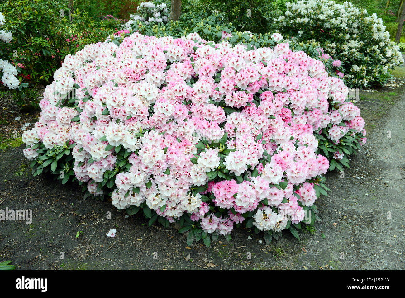 pink Rhododendron bush bloom in springtime. path leading through park ...