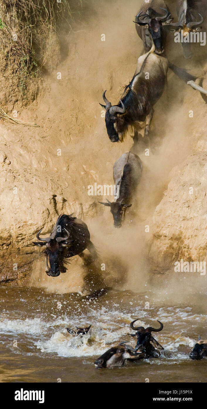 Wildebeest jumping into Mara River. Great Migration. Kenya. Tanzania ...