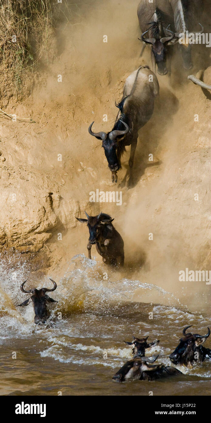 Wildebeest jumping into Mara River. Great Migration. Kenya. Tanzania ...