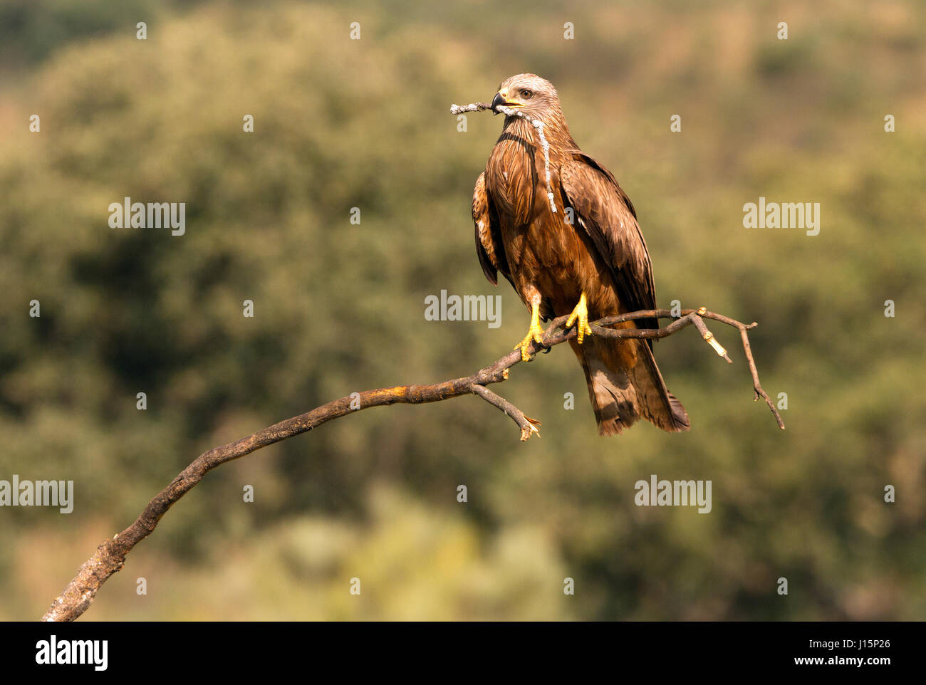 Milvus migrans hi-res stock photography and images - Alamy
