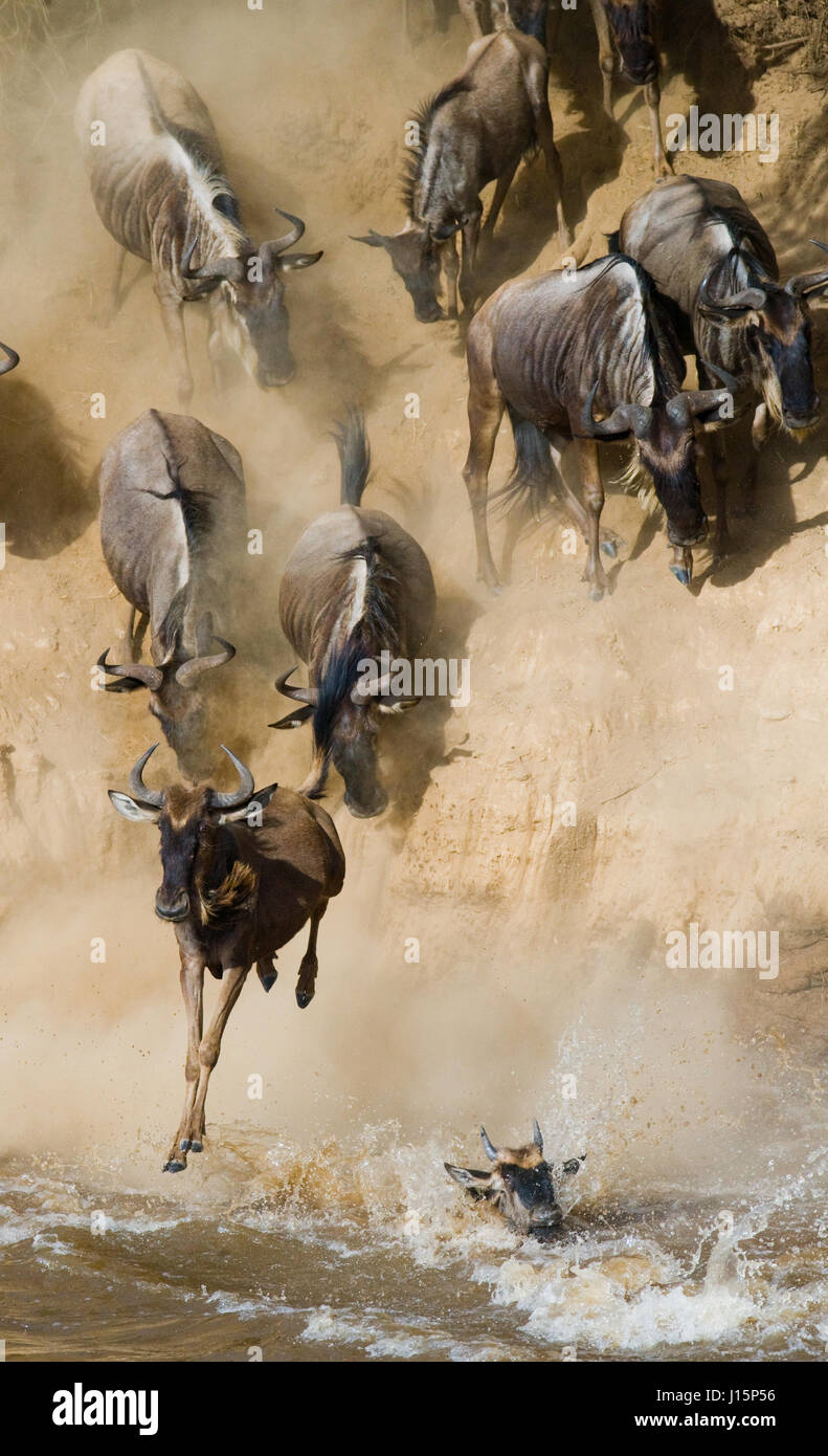 Wildebeest jumping into Mara River. Great Migration. Kenya. Tanzania ...