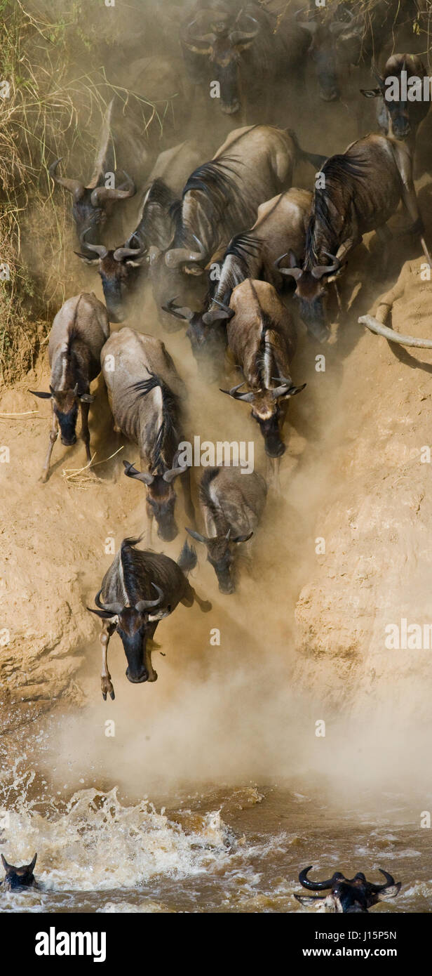 Wildebeest jumping into Mara River. Great Migration. Kenya. Tanzania ...