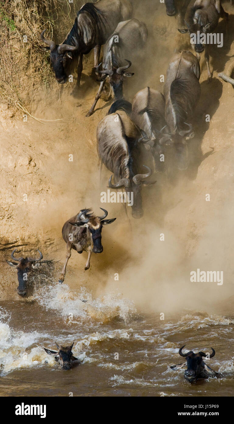 Wildebeest jumping into Mara River. Great Migration. Kenya. Tanzania. Masai Mara National Park ...