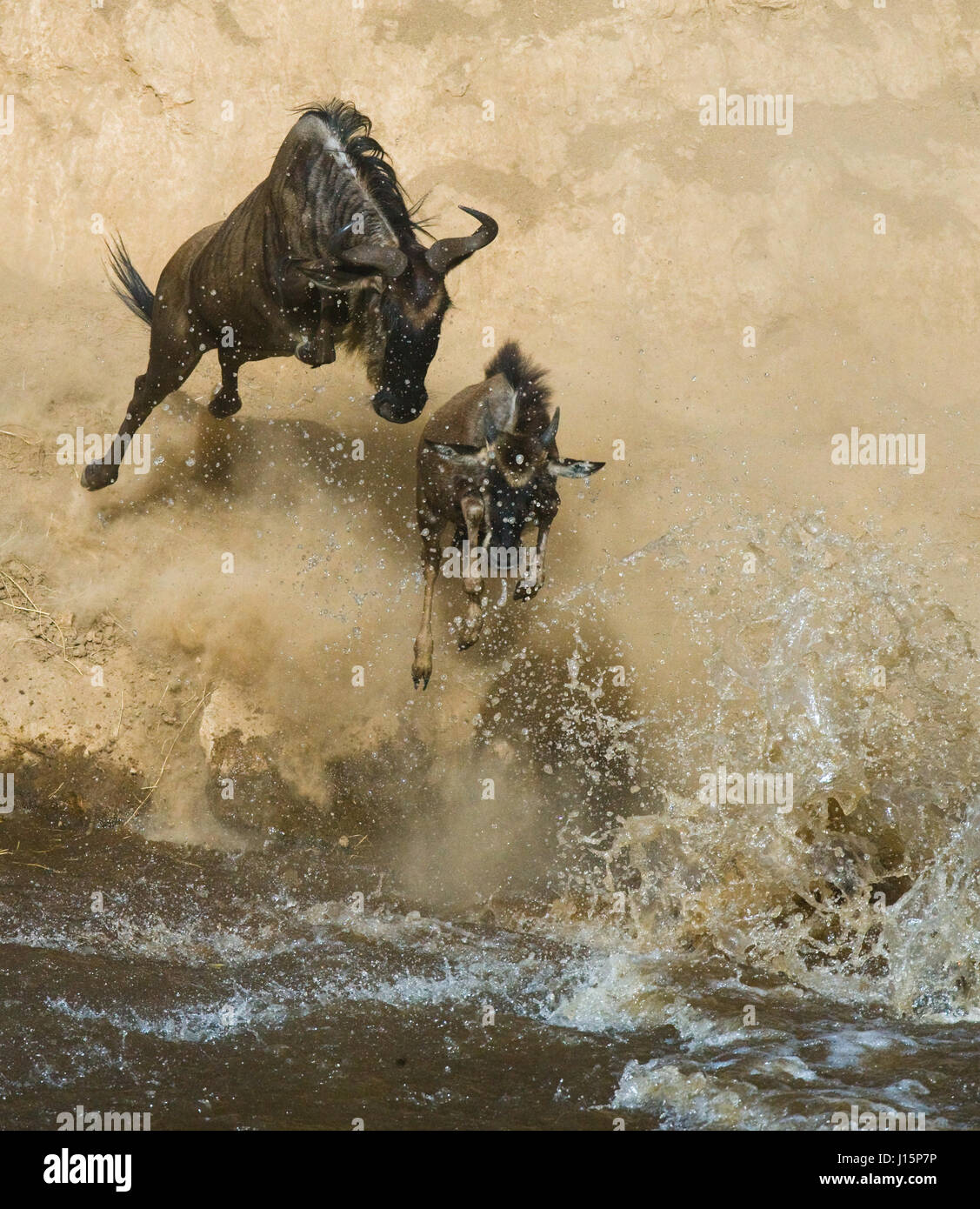 Wildebeest jumping into Mara River. Great Migration. Kenya. Tanzania ...