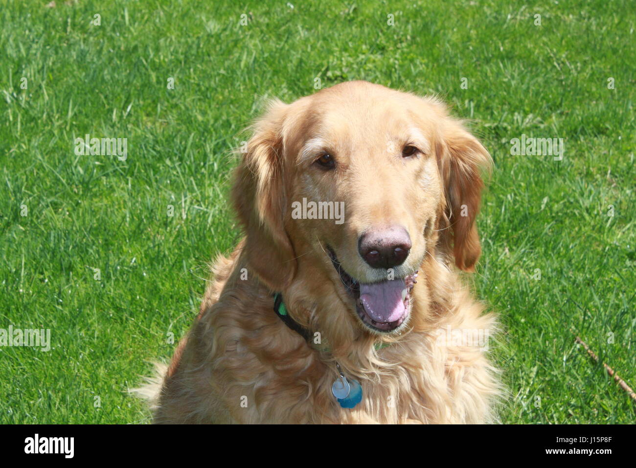 Golden Retriever outside Stock Photo - Alamy