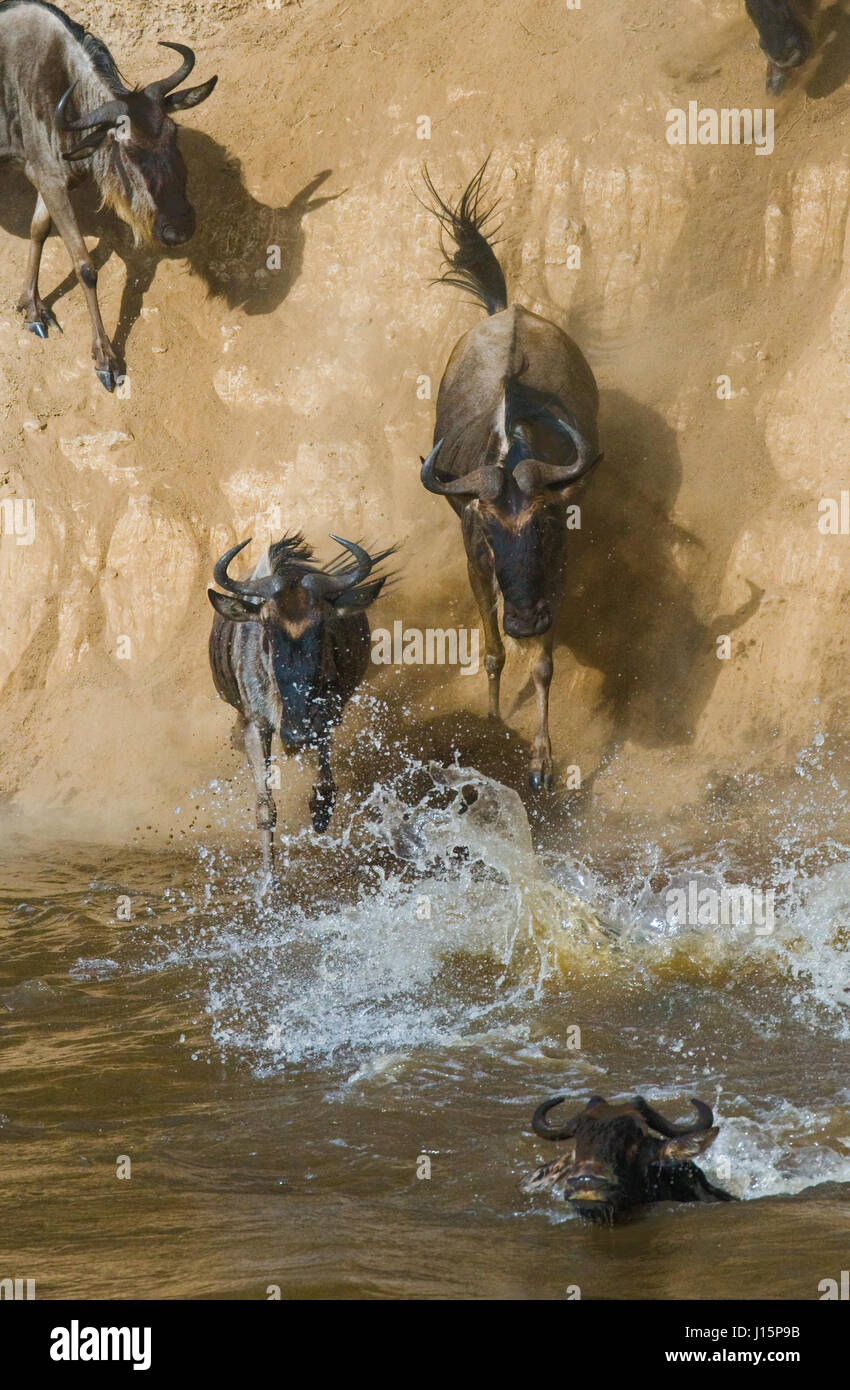 Wildebeest Jumping