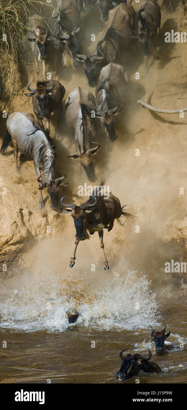 Wildebeest jumping into Mara River. Great Migration. Kenya. Tanzania ...