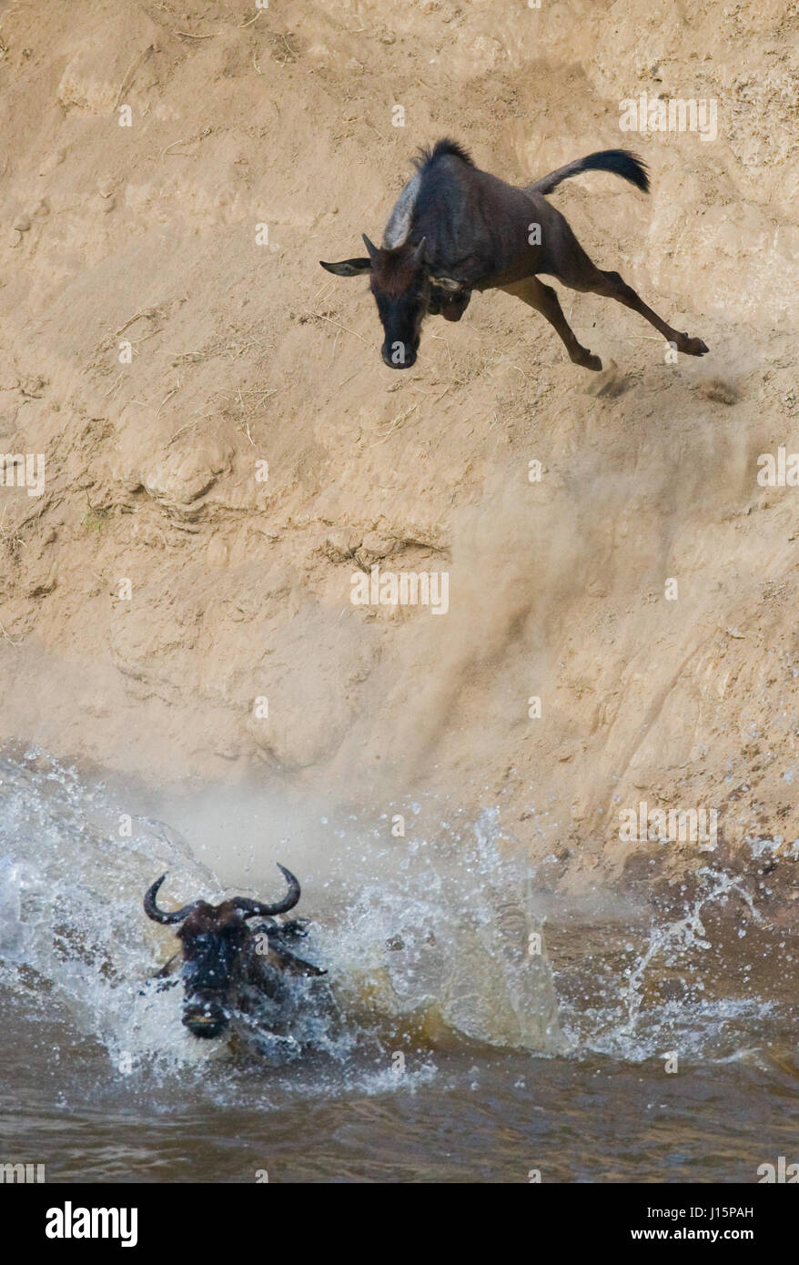 Wildebeest jumping into Mara River. Great Migration. Kenya. Tanzania. Masai Mara National Park ...