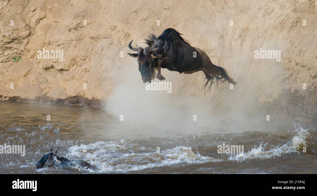 Wildebeest jumping into Mara River. Great Migration. Kenya. Tanzania. Masai Mara National Park ...