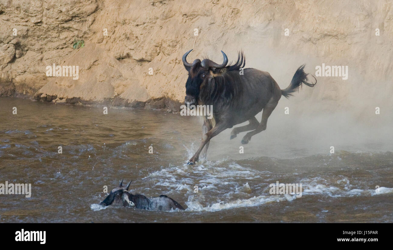 Wildebeest jumping into Mara River. Great Migration. Kenya. Tanzania. Masai Mara National Park ...