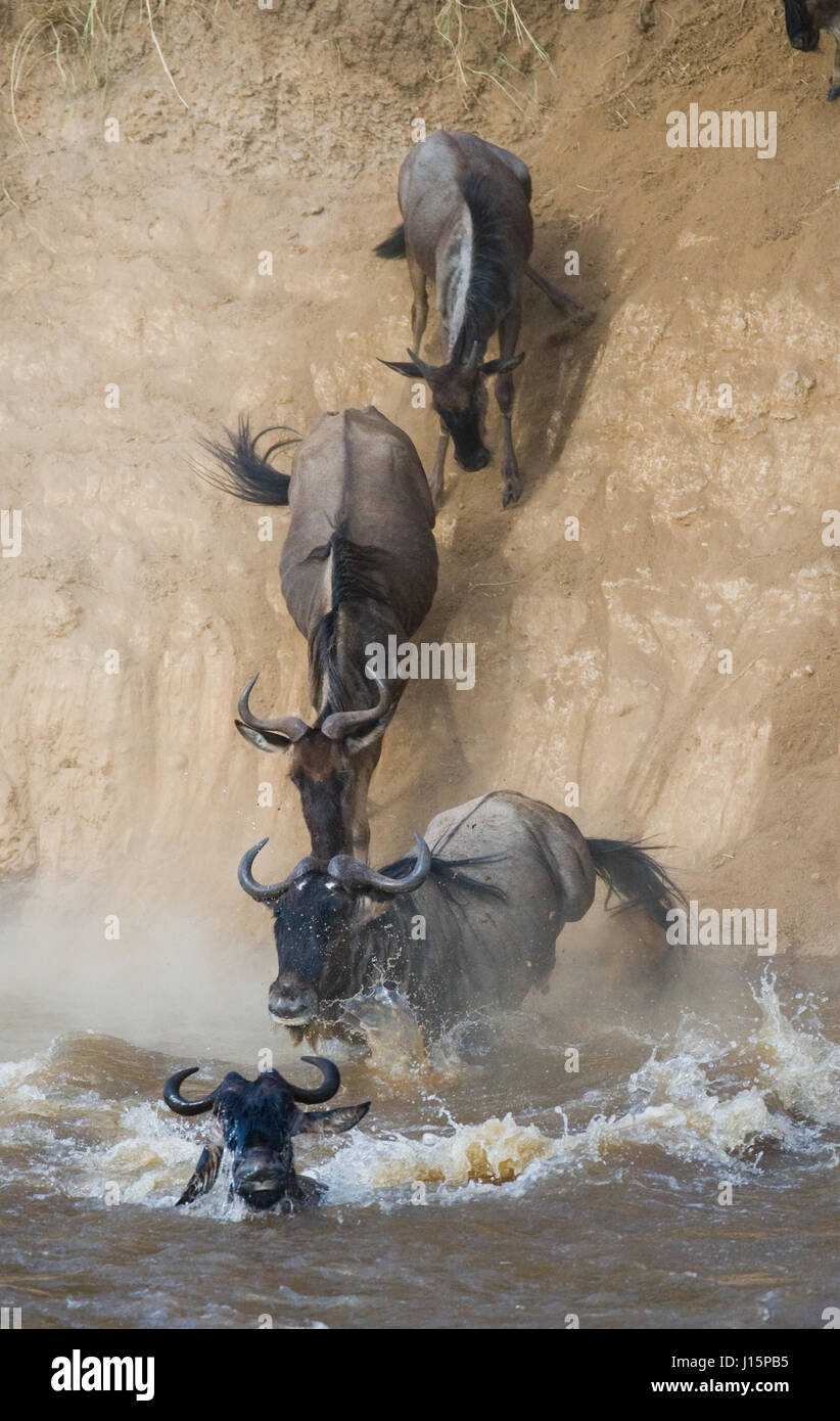 Wildebeest jumping into Mara River. Great Migration. Kenya. Tanzania ...