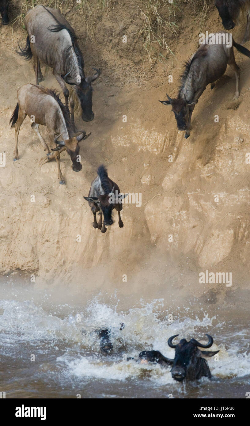 Wildebeest jumping into Mara River. Great Migration. Kenya. Tanzania. Masai Mara National Park ...