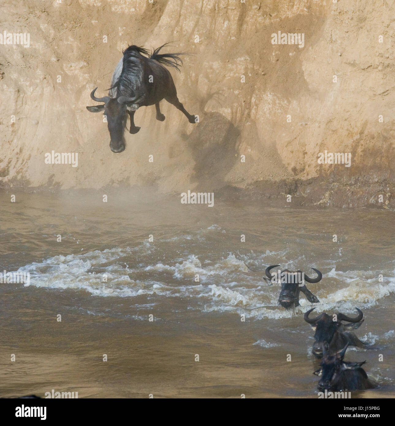 Wildebeest jumping into Mara River. Great Migration. Kenya. Tanzania ...