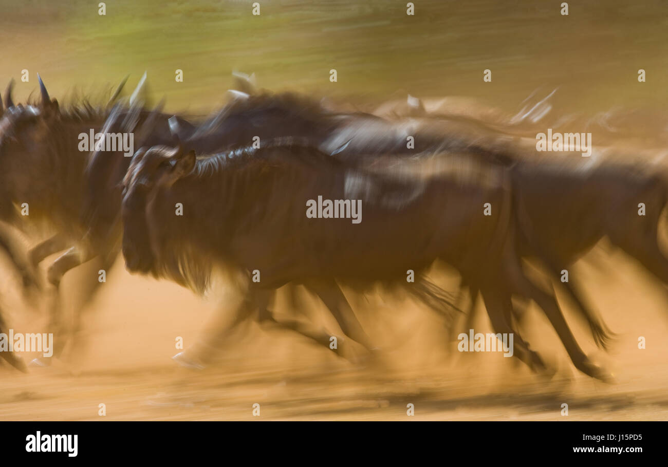 Wildebeests running through the savannah. Great Migration. Kenya ...