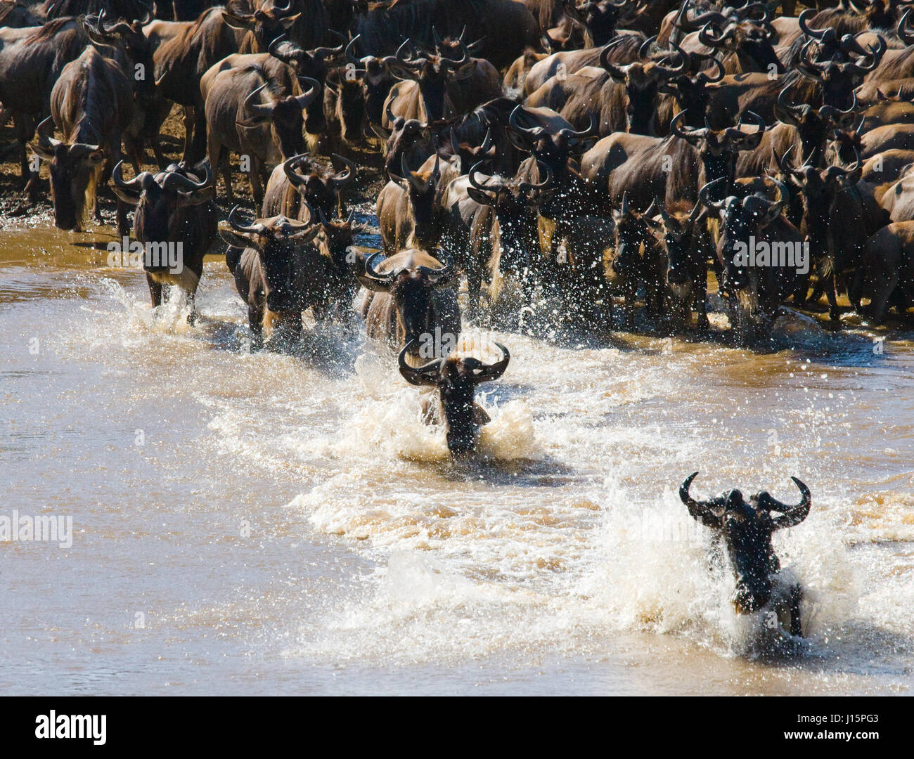 Wildebeests are crossing Mara river. Great Migration. Kenya. Tanzania ...