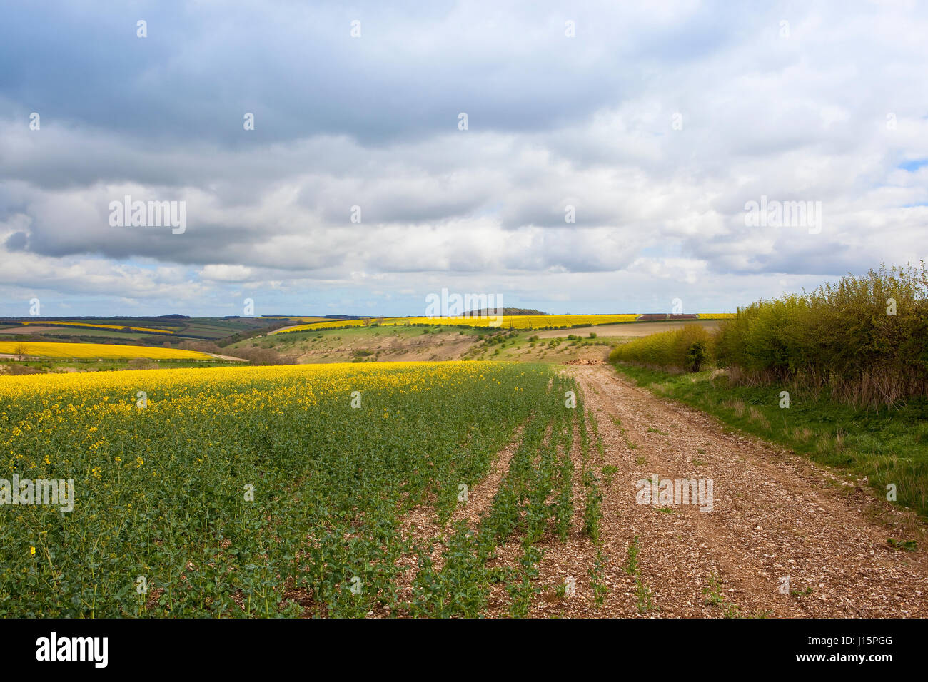 picturesque agricultural landscape with yellow oilseed rape crops in ...